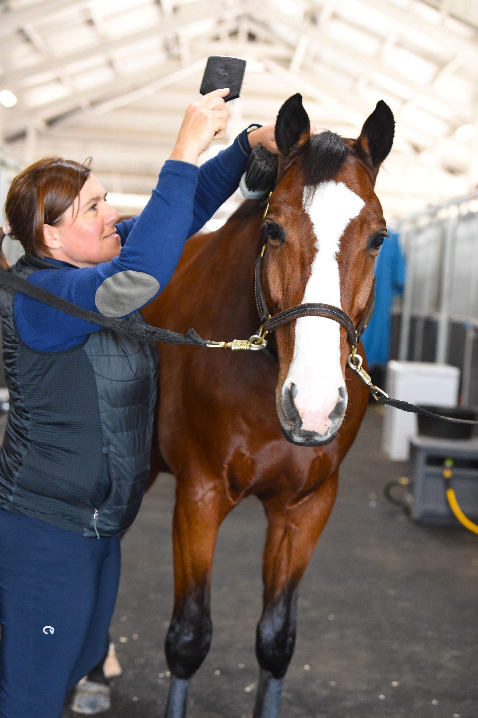 Grooms on the frontline of horse welfare - Paper Horse Media